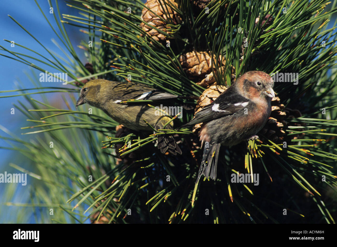 White-winged crossbill (Loxia leucoptera) foraging for pine seeds Stock ...