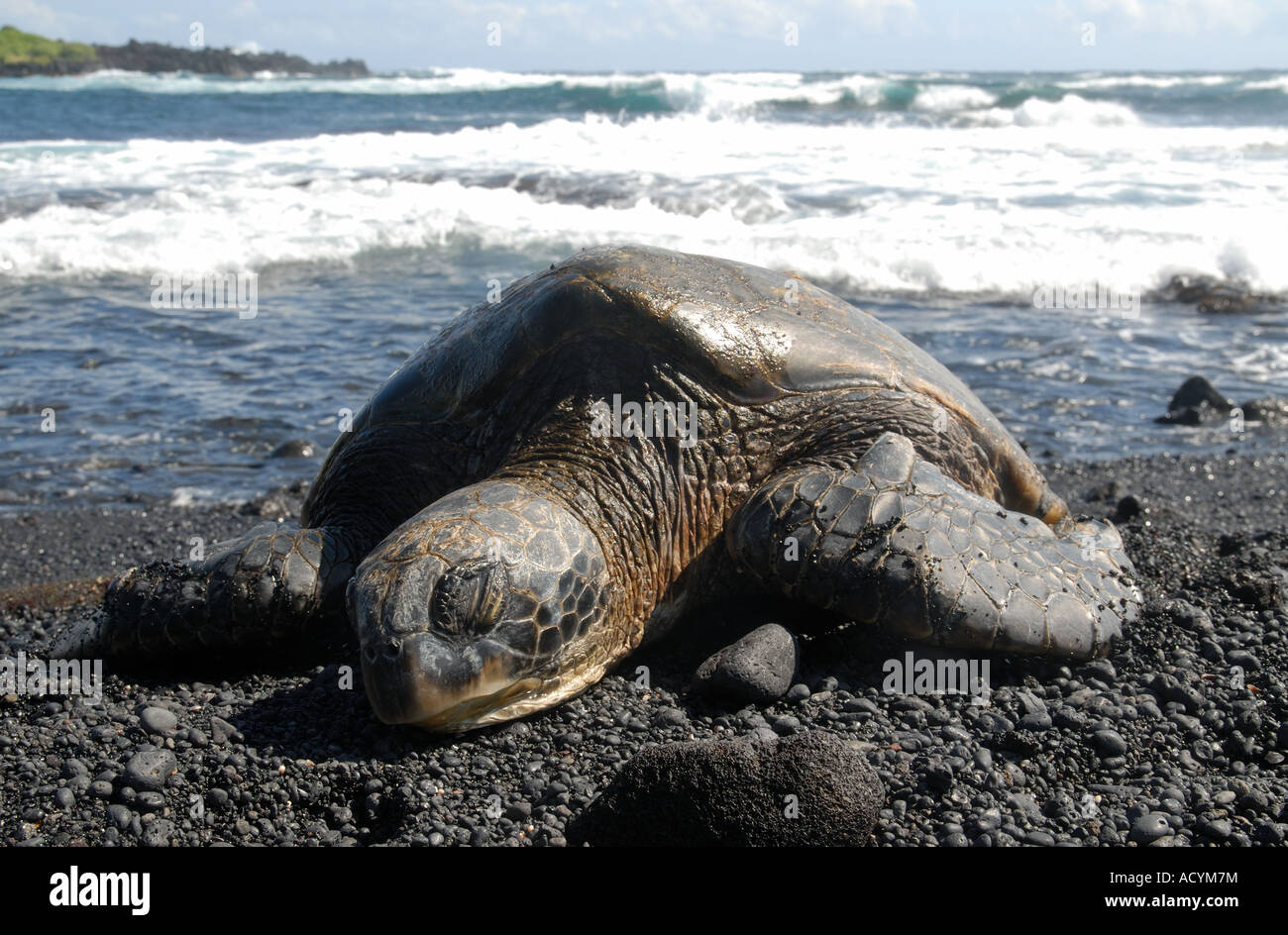 Turtle warming up on the black beach of Punalu'u Beach Park, Big Island ...