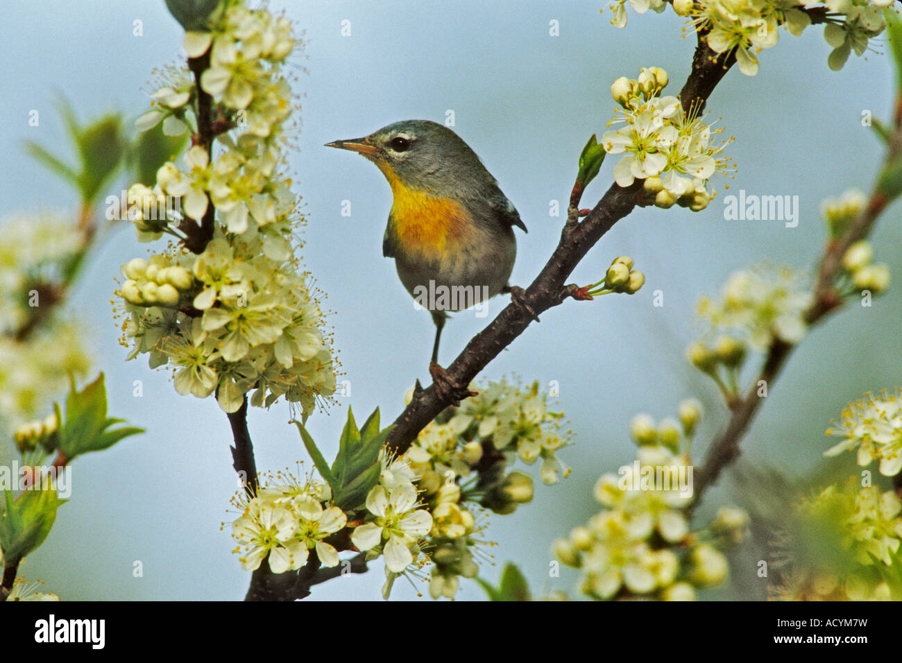 Northern parulas hi-res stock photography and images - Alamy