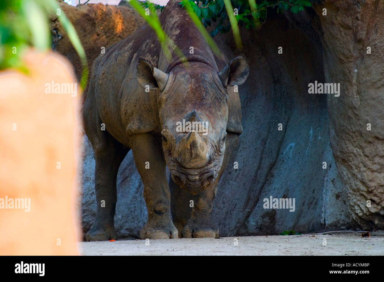 Black Rhino facing camera Stock Photo - Alamy