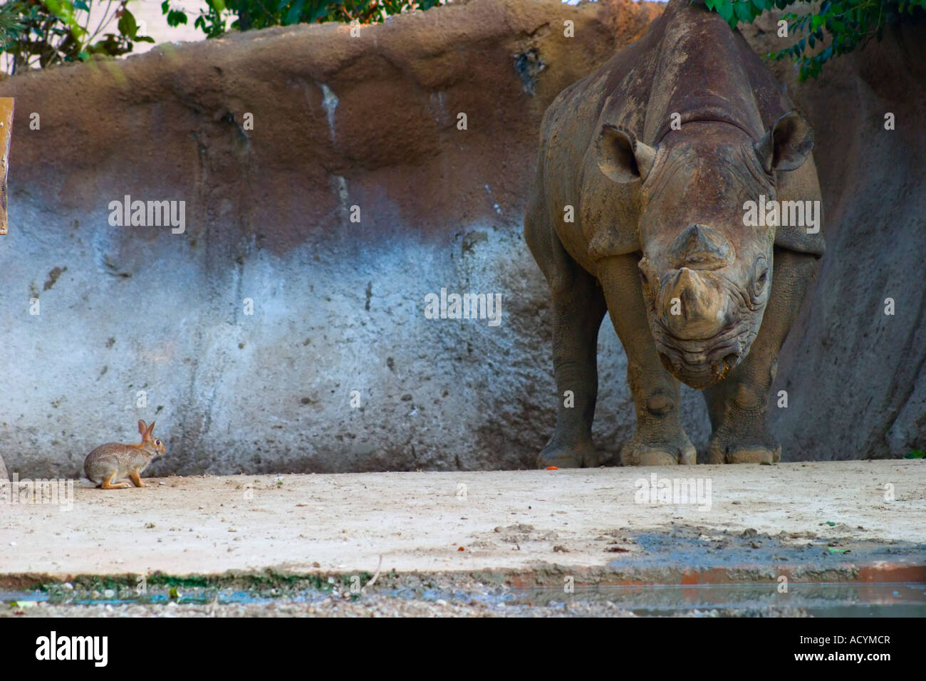 Black Rhino and Cottontail Rabbit Stock Photo - Alamy