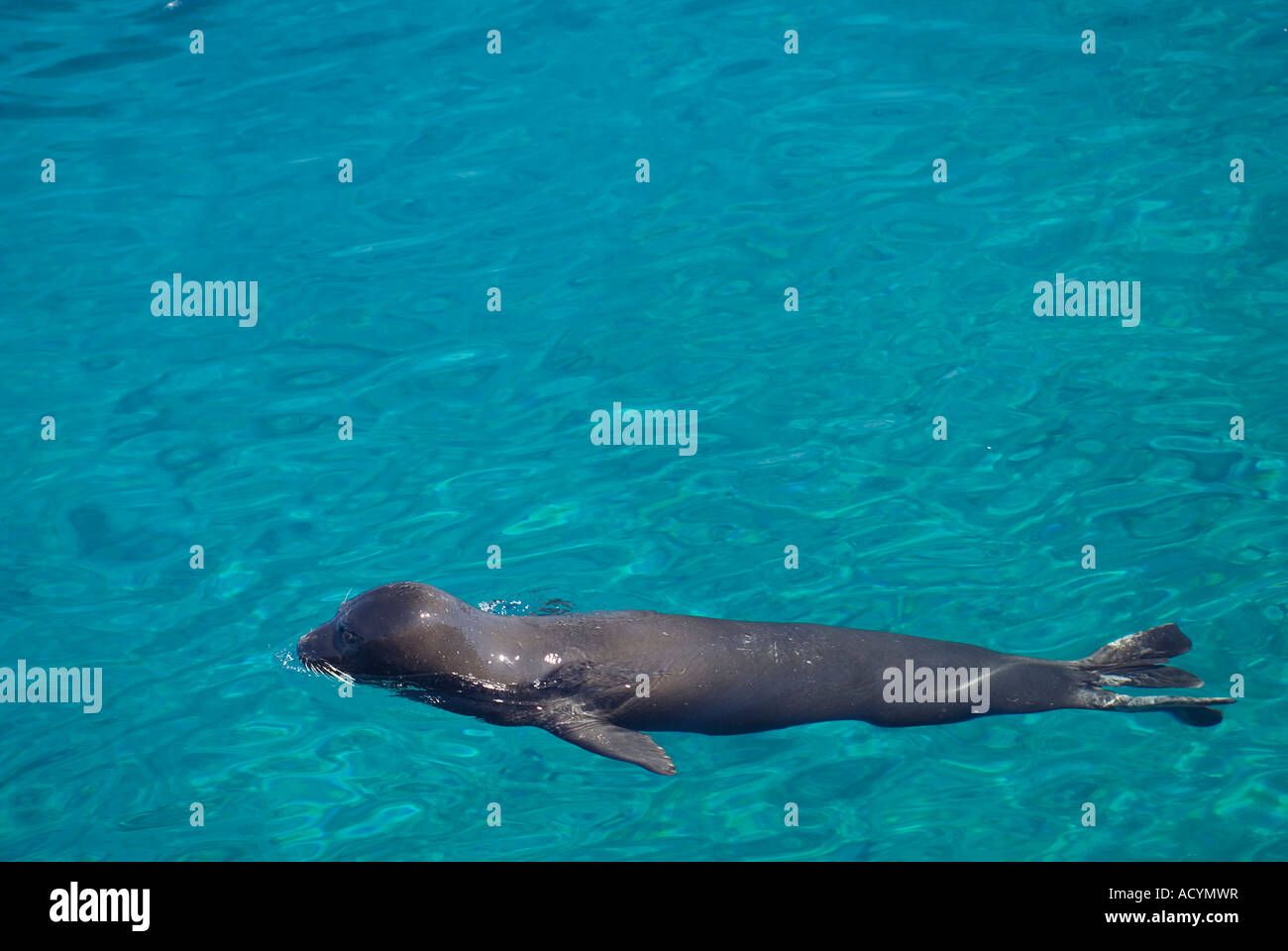 Critically endangered species Mediterranean monk seal, Monachus ...
