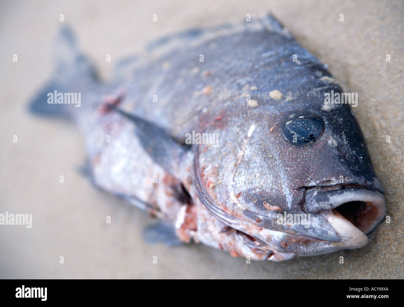 Washed up catch hi-res stock photography and images - Alamy