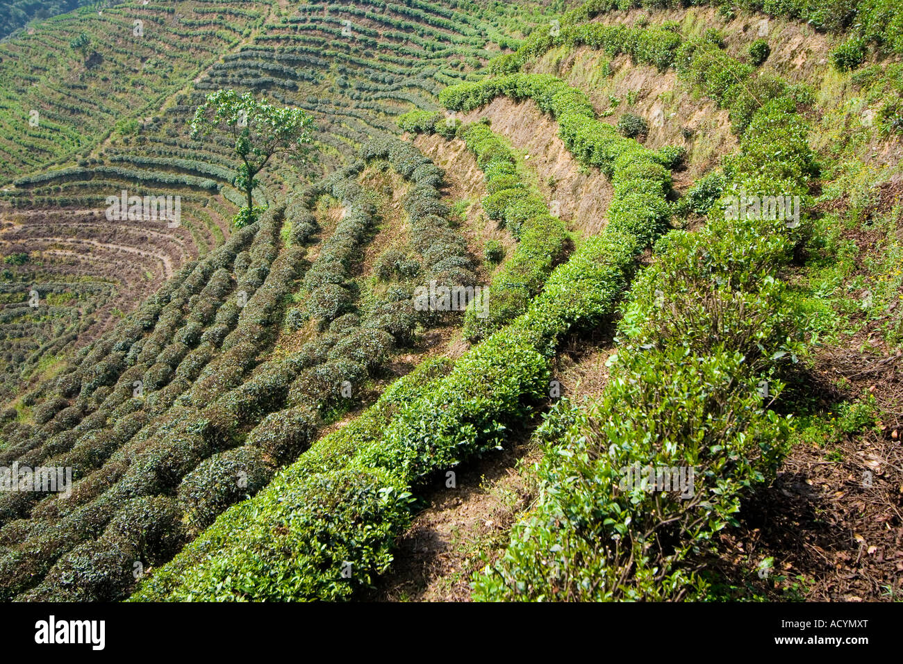Longjing tea fields hangzhou hi-res stock photography and images - Alamy
