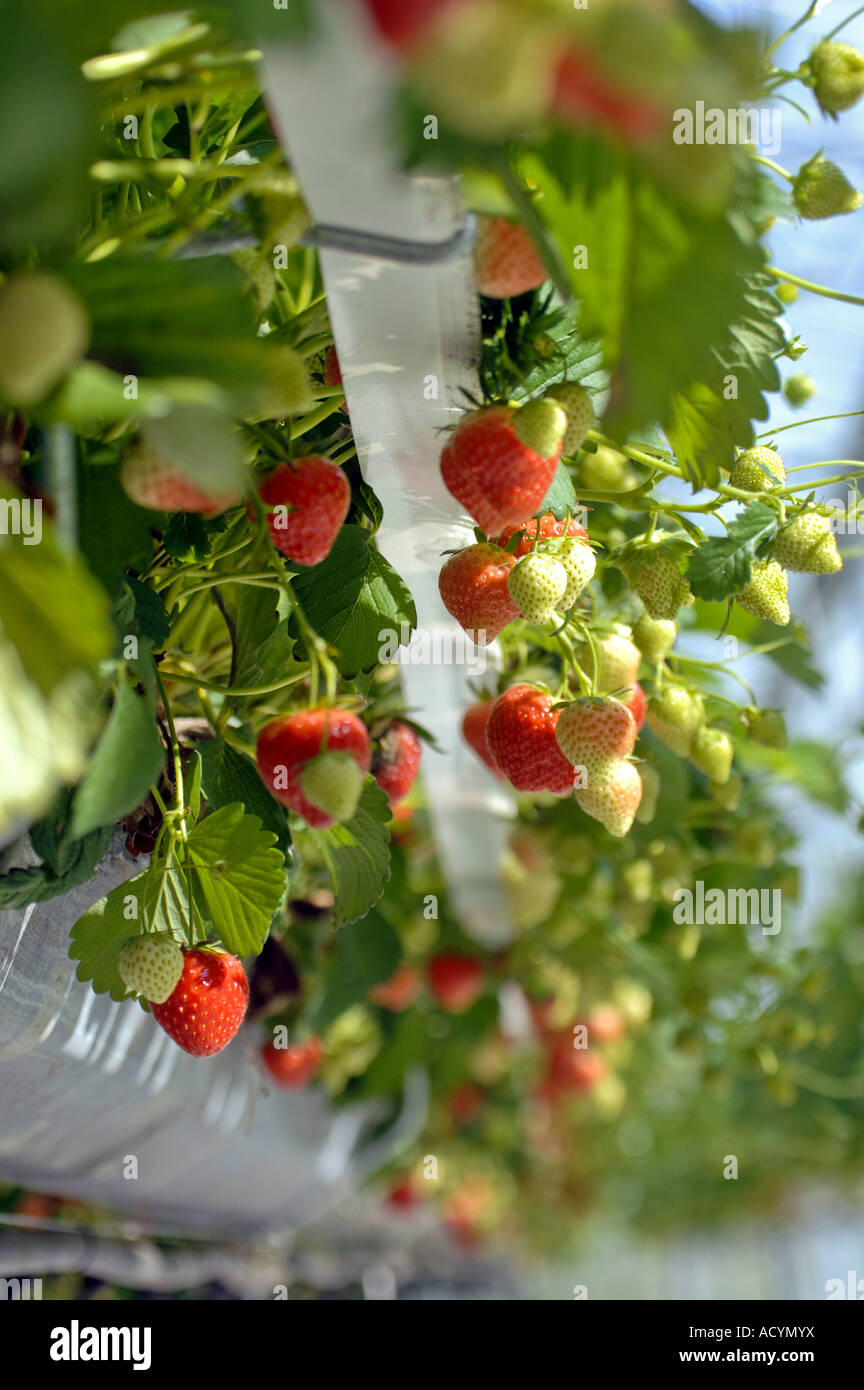 Growing strawberries in a commercial greenhouse Stock Photo - Alamy