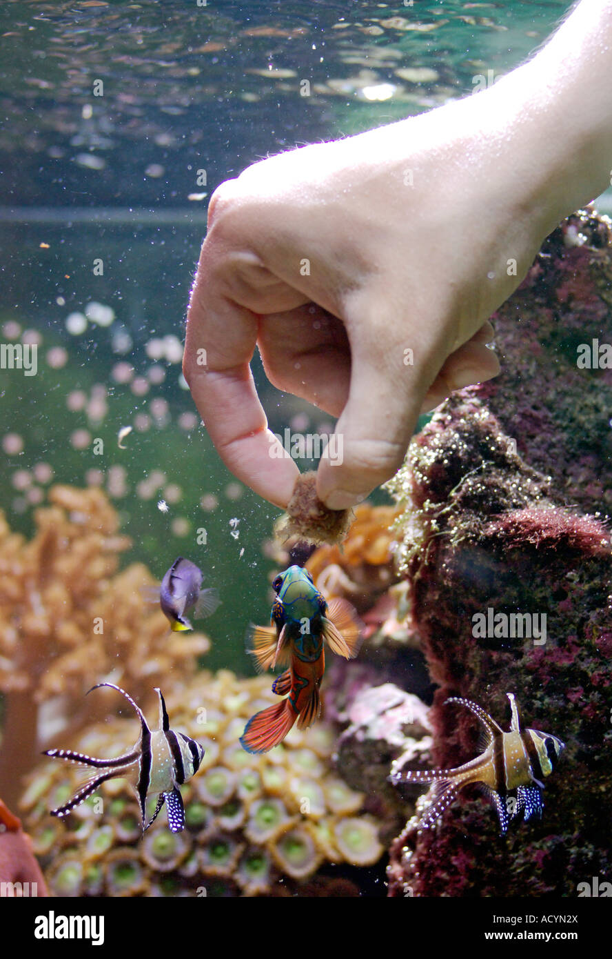 Feeding in an aquarium Stock Photo - Alamy