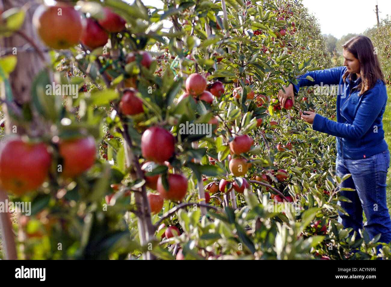 Picking apples in a commercial orchard Belgium Stock Photo - Alamy