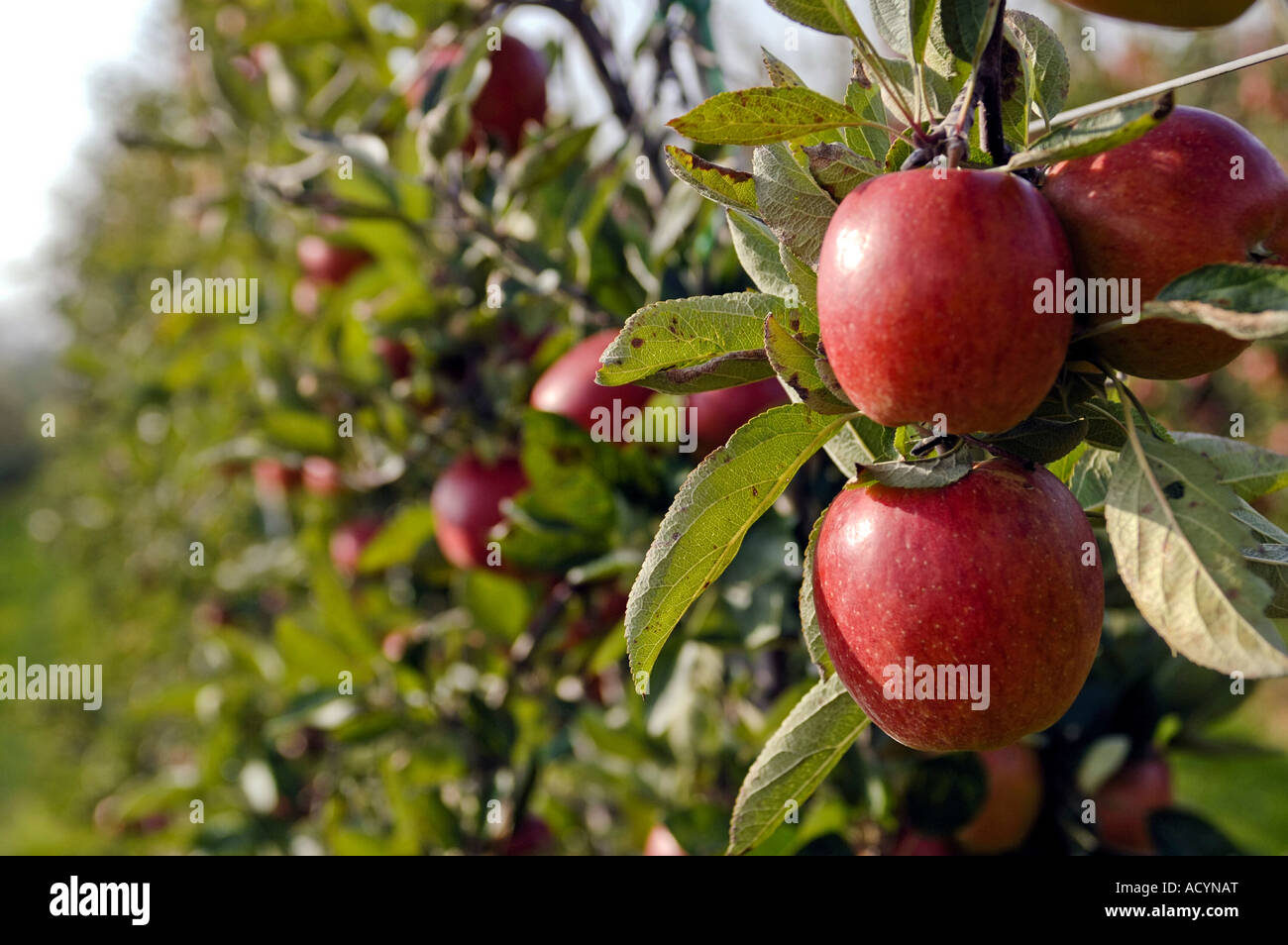 Commercial apple orchard Belgium Stock Photo - Alamy