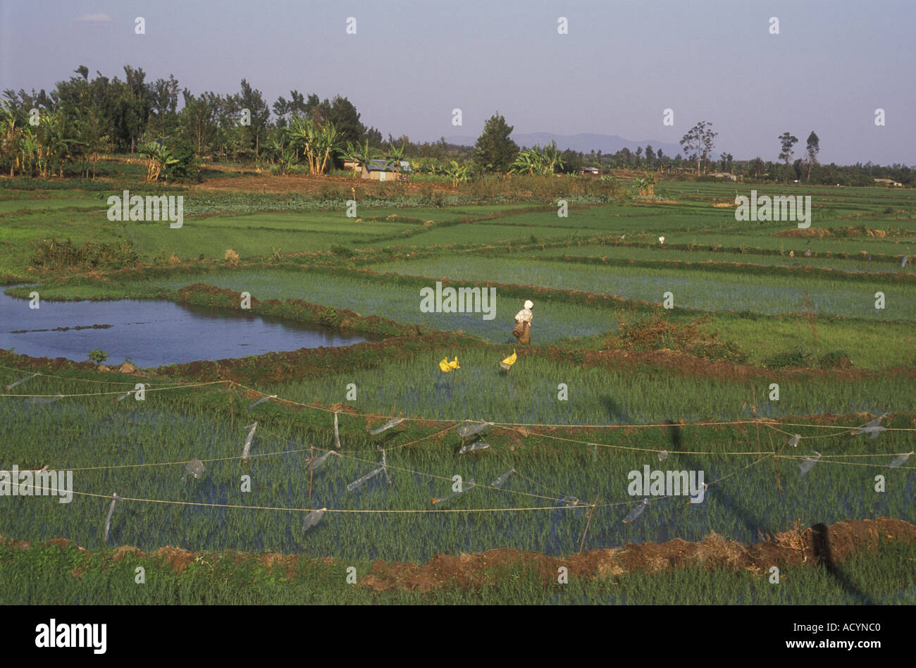 Black paddies hi-res stock photography and images - Alamy