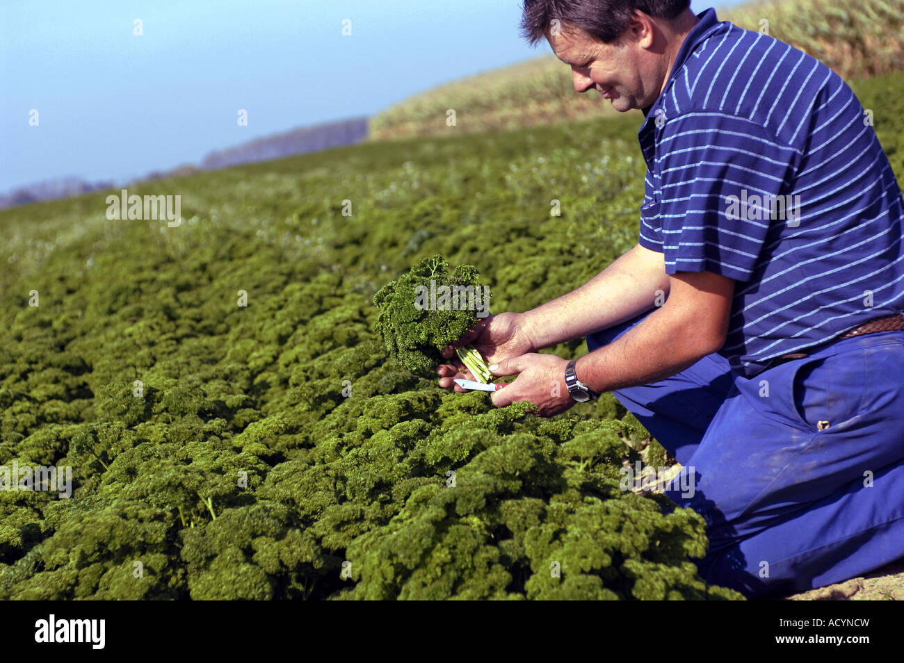Commercial parsley farm Belgium Stock Photo - Alamy