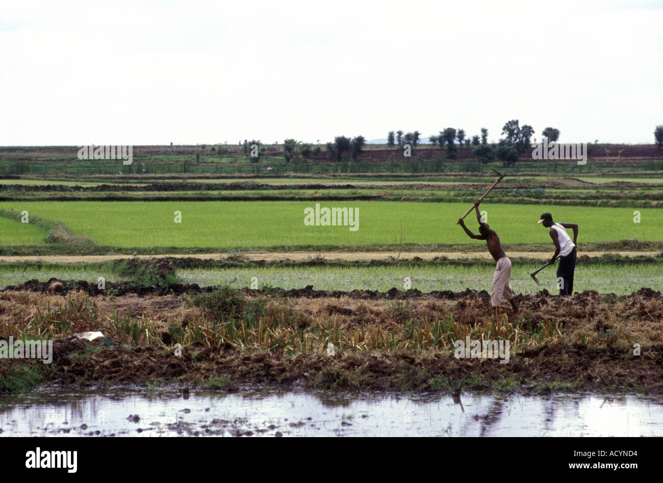 Young men working in rice paddies near Mwea Kenya East Africa Stock ...