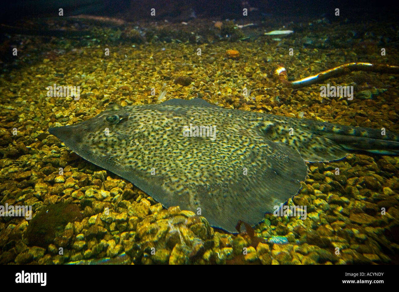 Rayfishes hi-res stock photography and images - Alamy