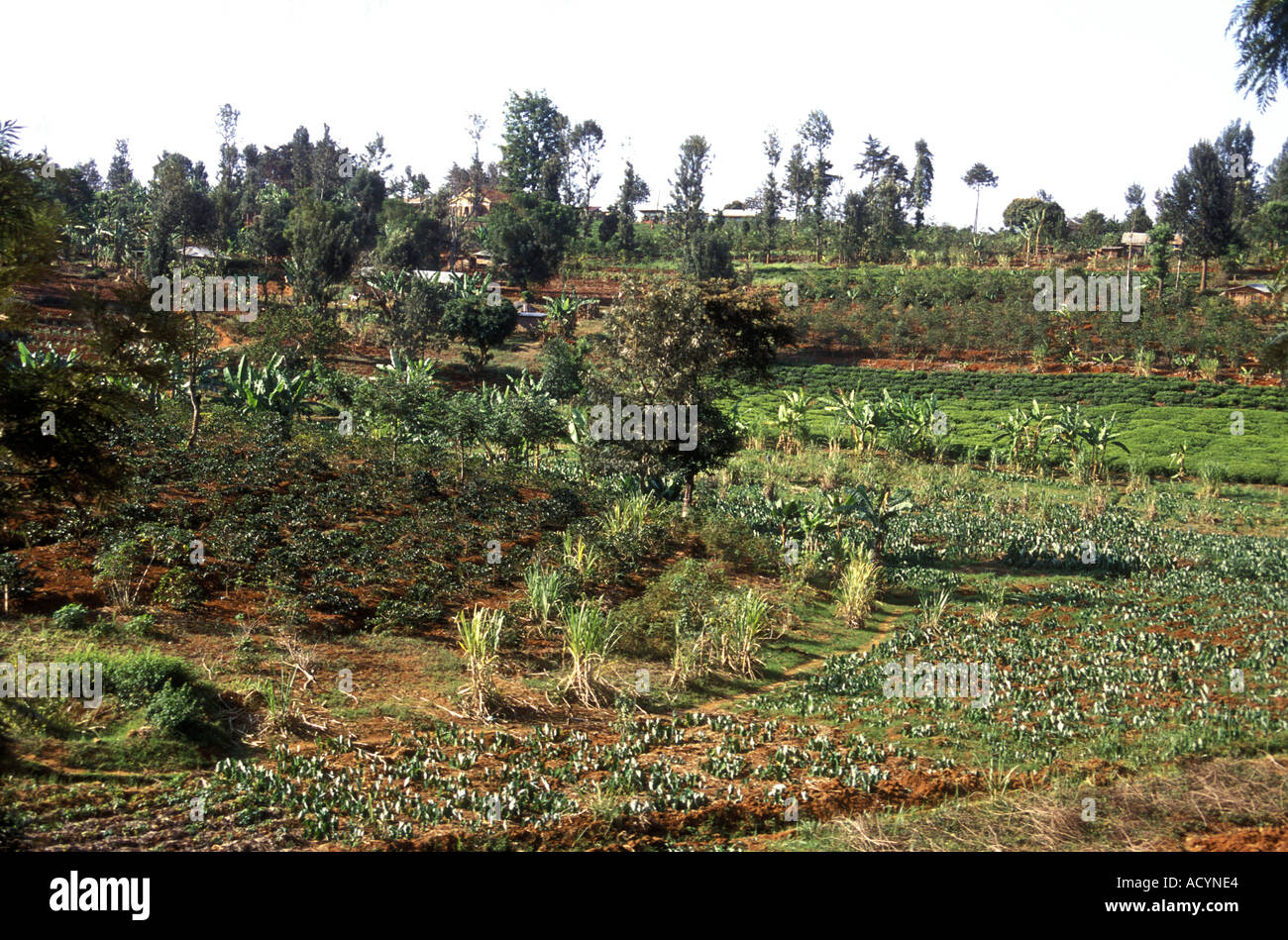Commercial Mixed Farming