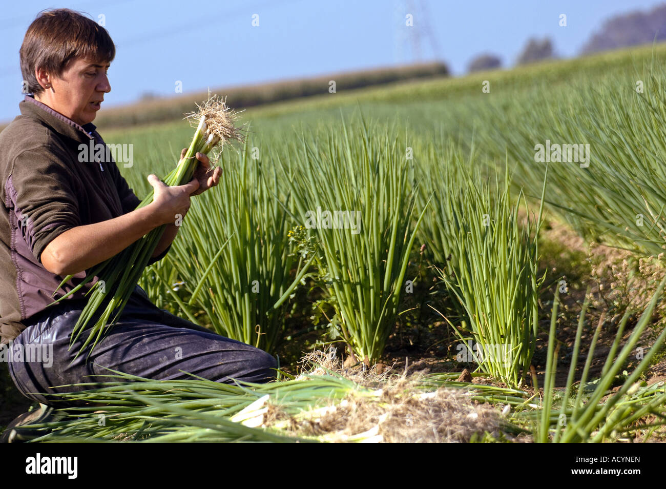 Harvesting spring onions belgium hi-res stock photography and images ...