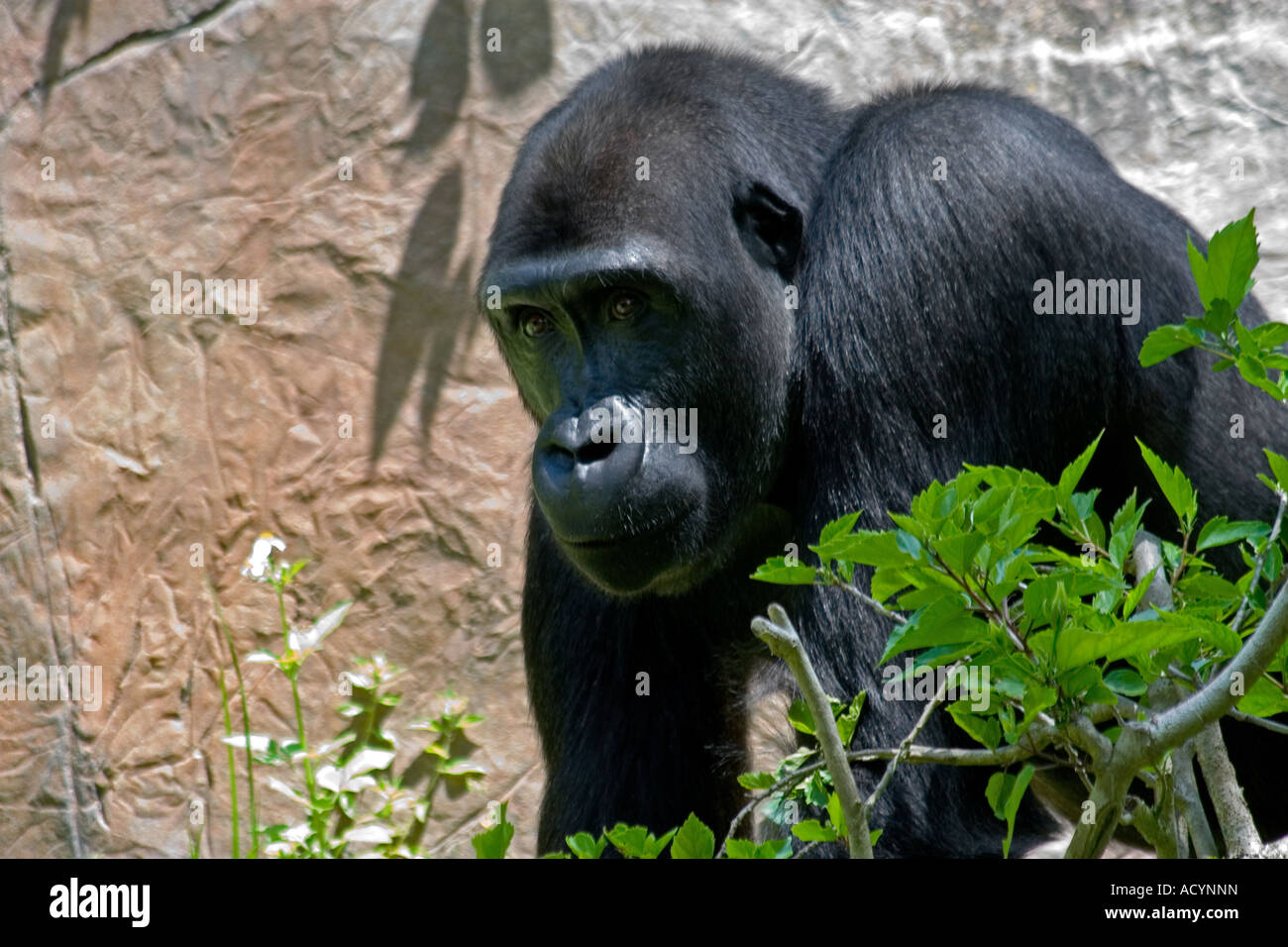 Great Ape Looking Stock Photo - Alamy