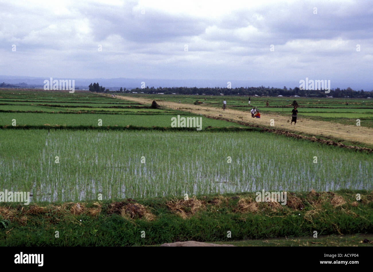 Mwea rice hi-res stock photography and images - Alamy