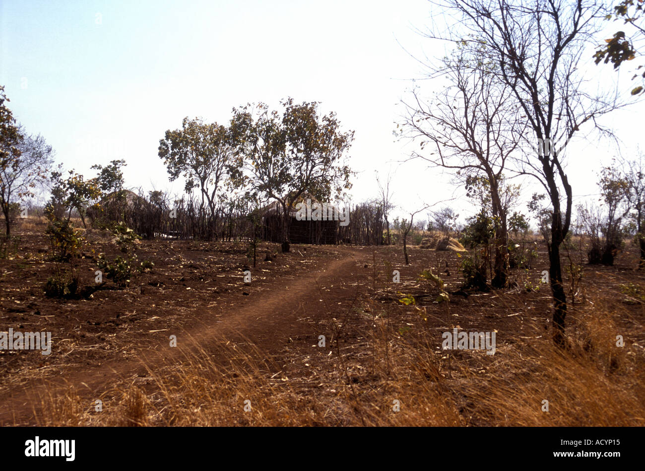 Miraa farmer hi-res stock photography and images - Alamy