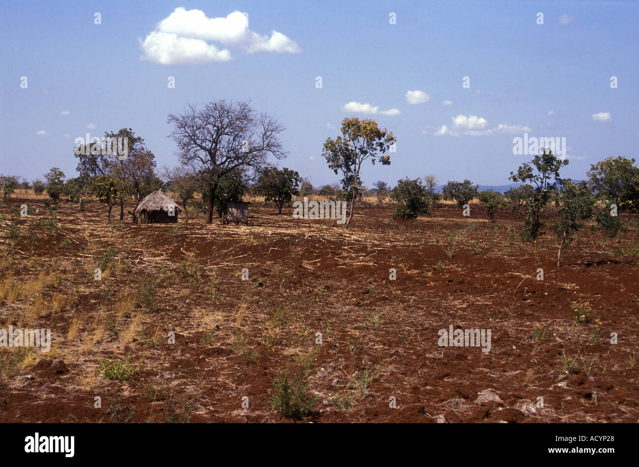 Miraa farmer hi-res stock photography and images - Alamy