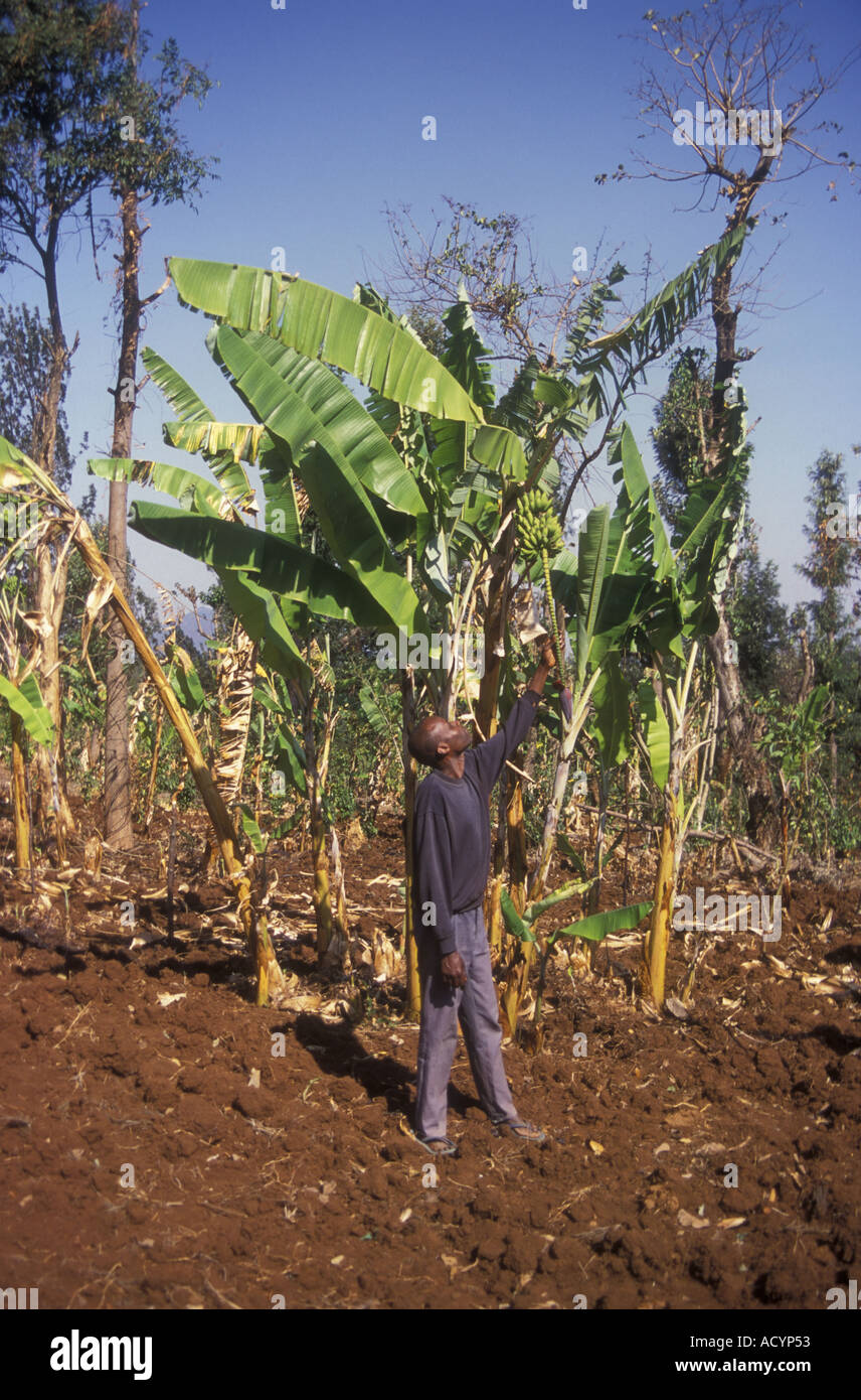 Young man inspecting the flower and fruit of bananas in Meru district ...
