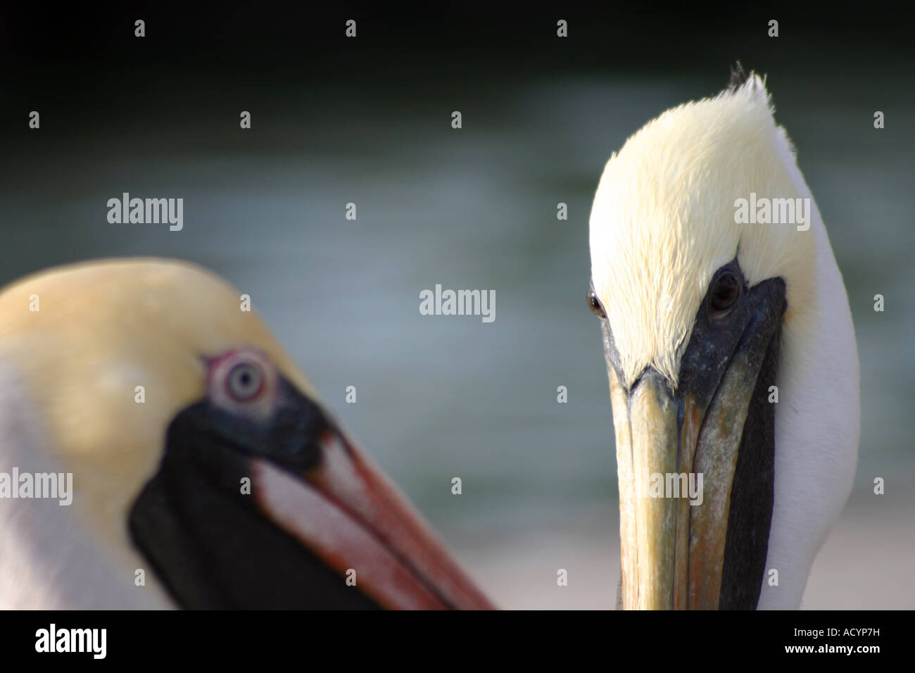 Two Brown Pelican Head and Eyes Stock Photo - Alamy