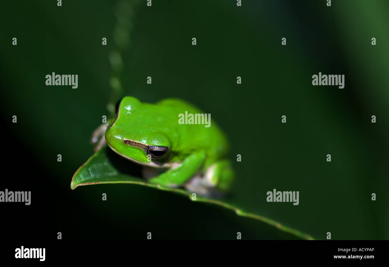 green little dwarf green tree frog litoria fallax at night on the end ...