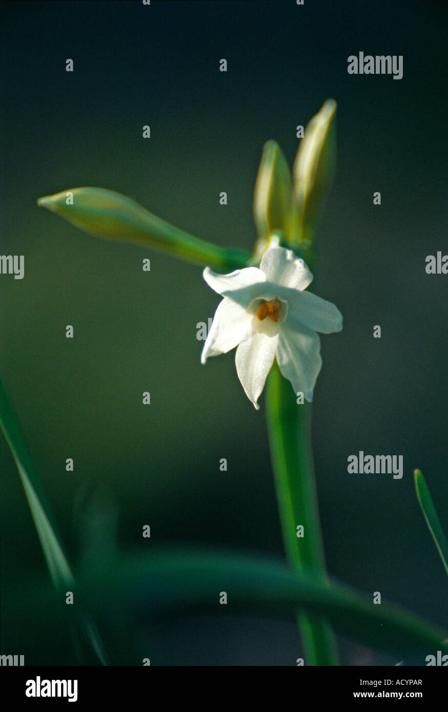Narcissus papyraceus Paperwhite Stock Photo - Alamy