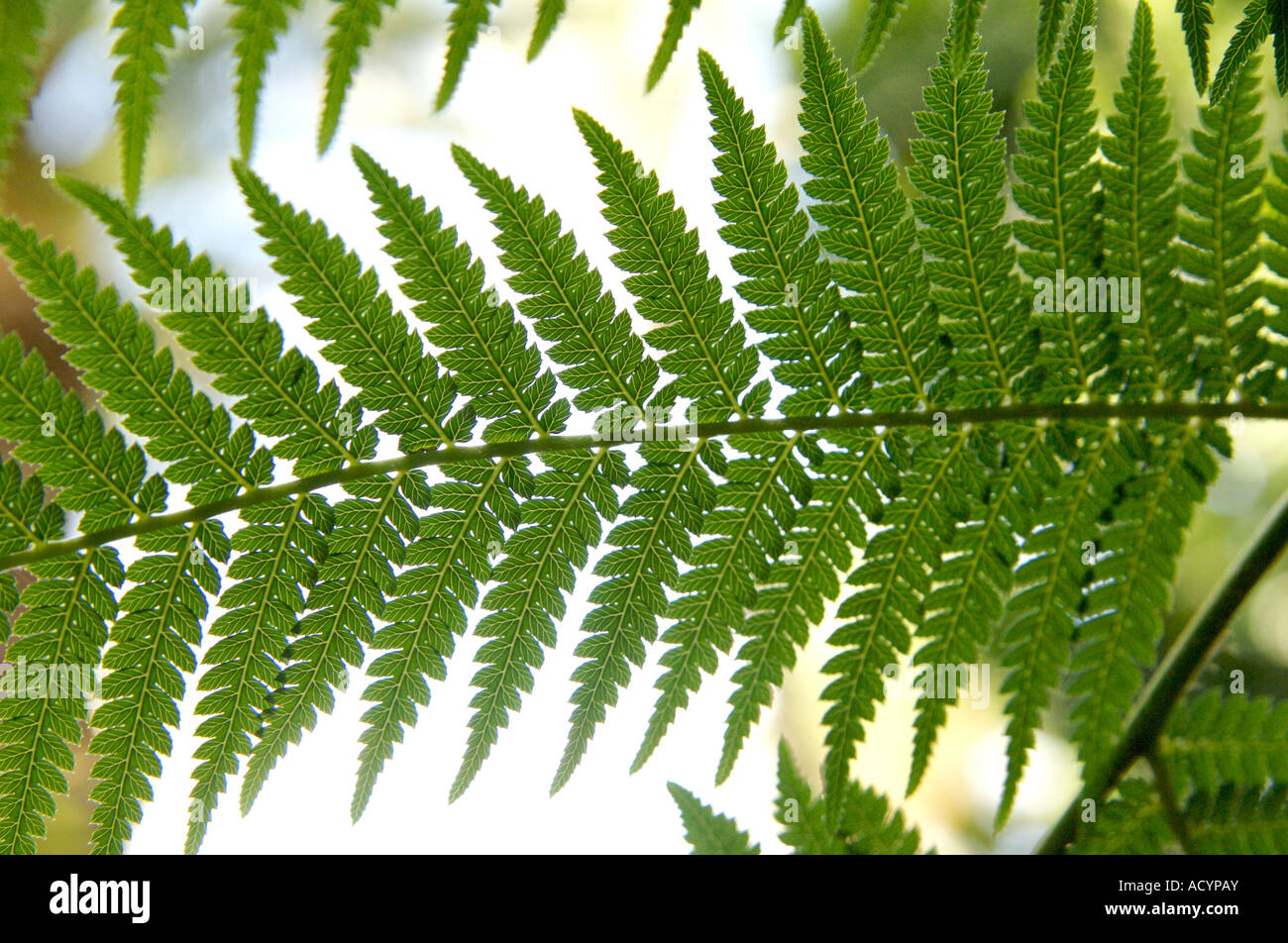 detail of fern leaf Stock Photo - Alamy