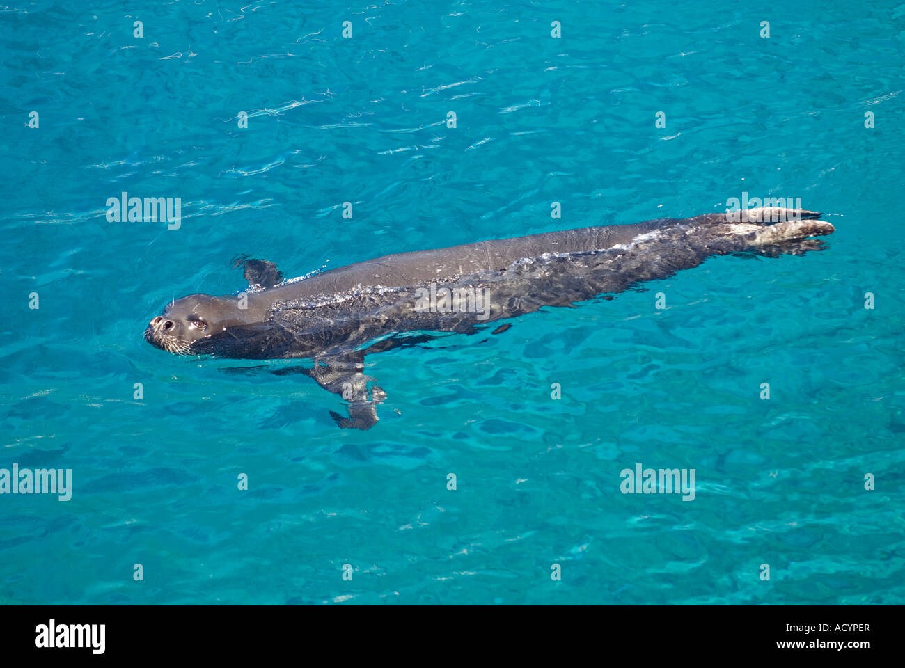 Critically endangered species Mediterranean monk seal, Monachus ...