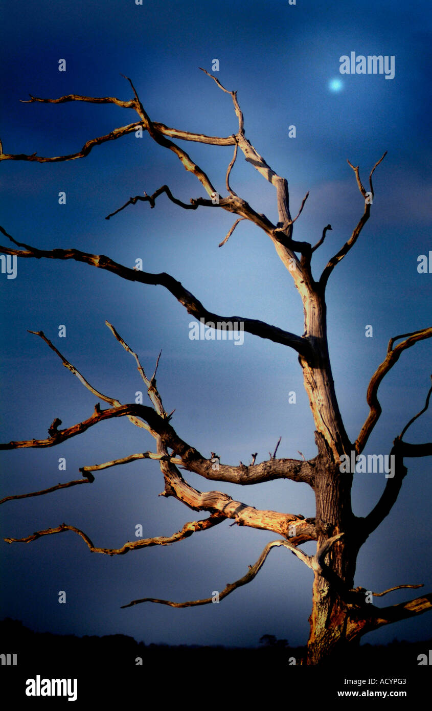 dead tree and misty moon Stock Photo - Alamy