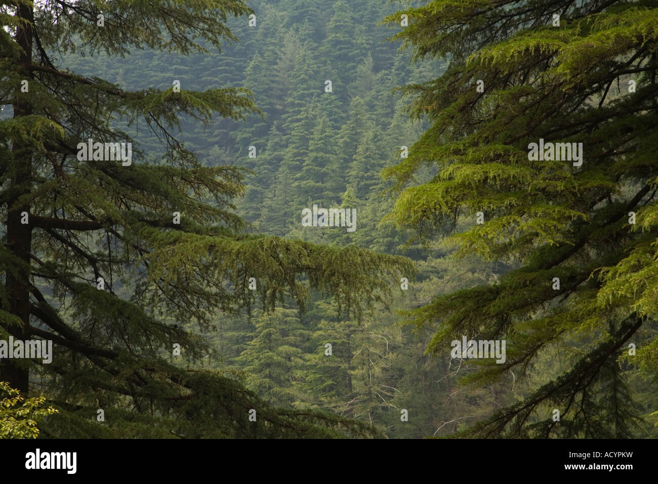 Himalayan pine forest hi-res stock photography and images - Alamy