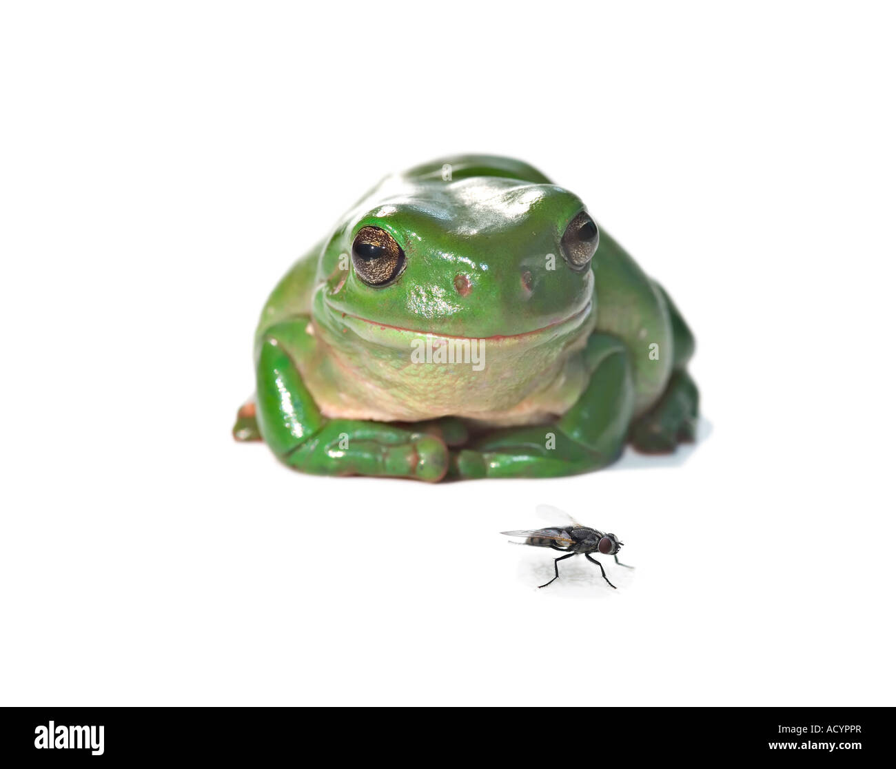 litoria caerula green tree frog isolated on white background sits and ...