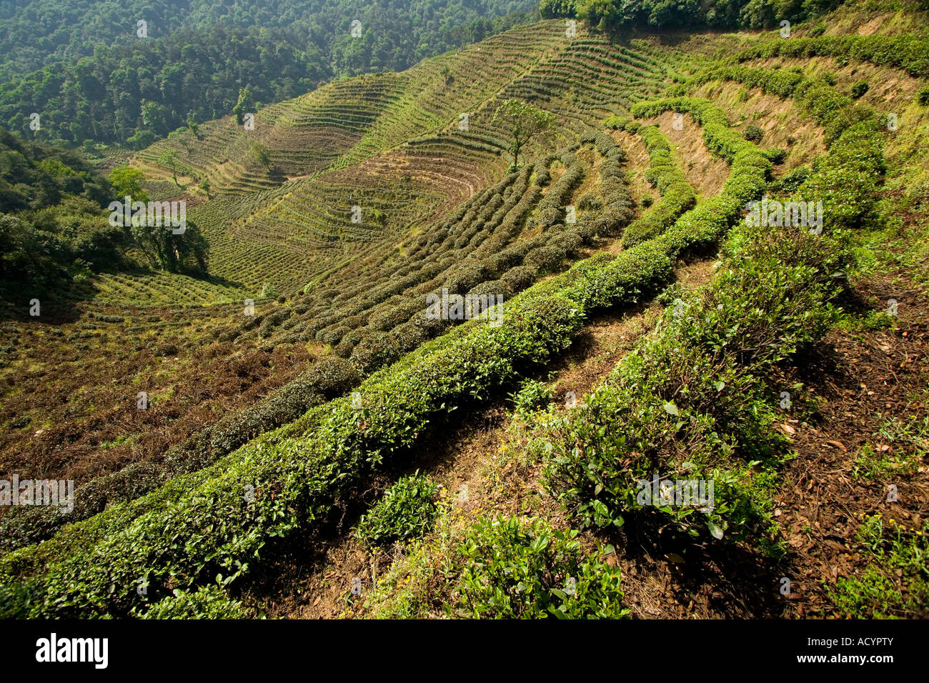 Longjing Green Tea Terrace Fields Longjing Village Hangzhou China Stock ...