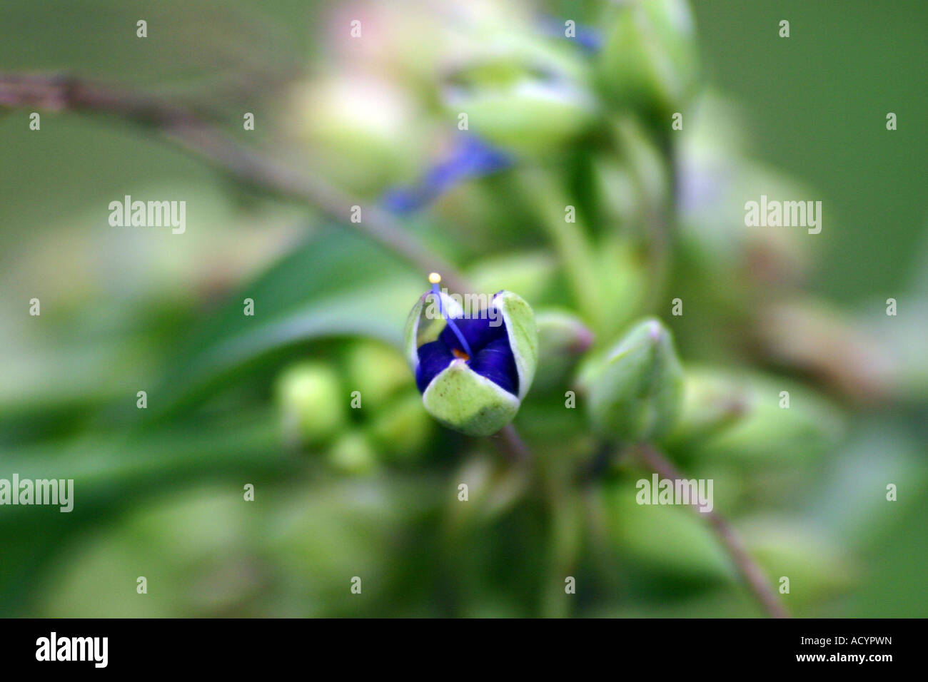 Blue Wild Flower Bud Stock Photo - Alamy
