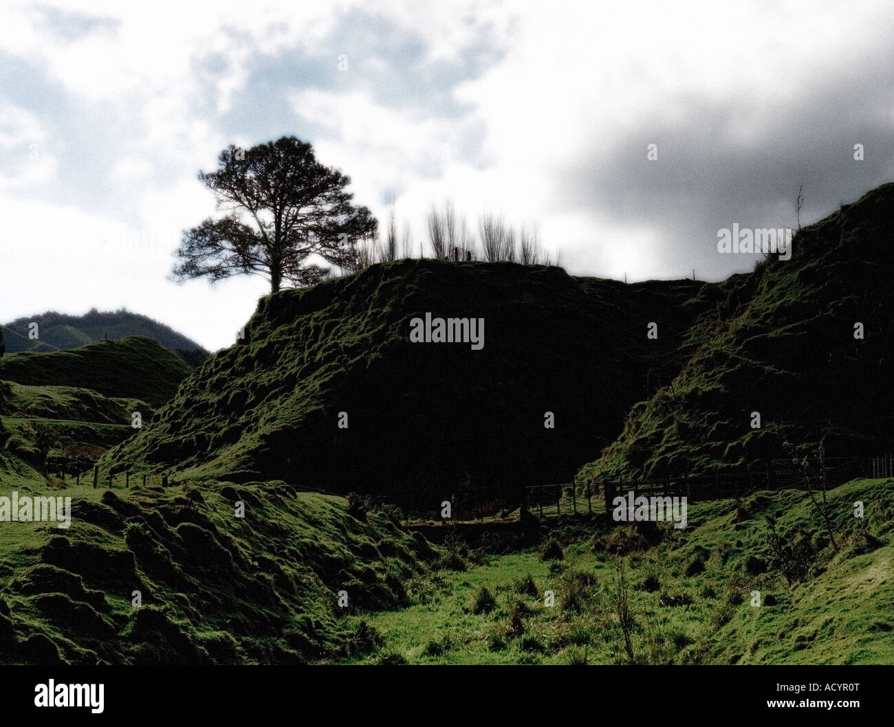 A loan tree on a hillside, New Zealand Stock Photo - Alamy