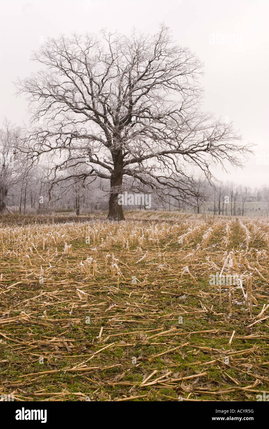 Winter scene, rural Michigan, USA Stock Photo - Alamy