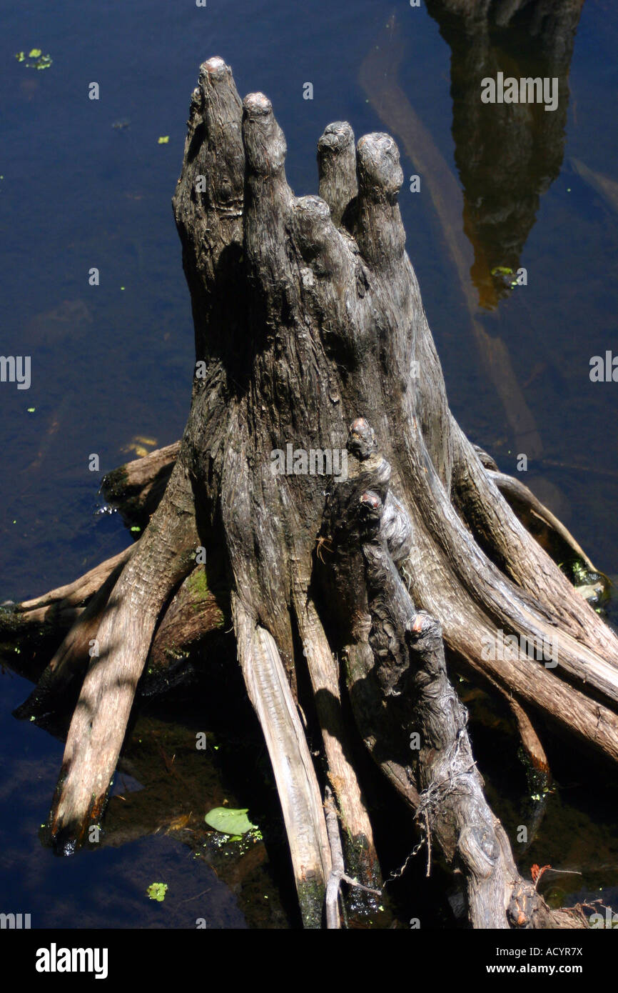 Cypress tree stump hi-res stock photography and images - Alamy