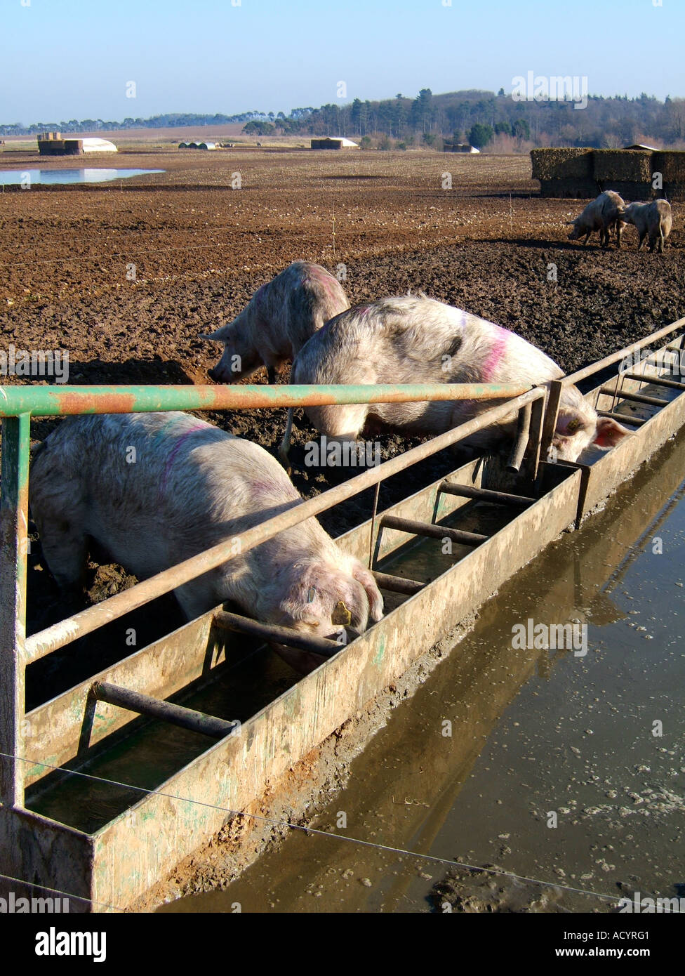 Swill Pigs High Resolution Stock Photography and Images - Alamy