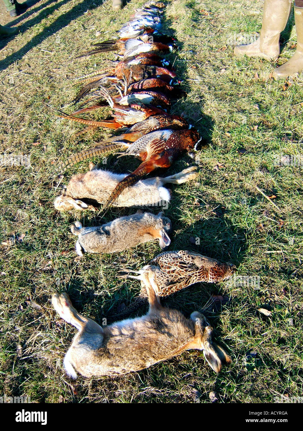 Dead partridge hi-res stock photography and images - Alamy