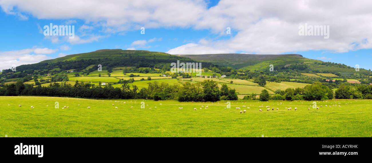 Sheep grazing in a meadow below the peak of Pen Cerrig-calch in the ...
