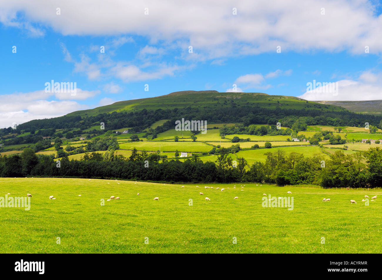 Sheep grazing in a meadow below the peak of Pen Cerrig-calch in the ...