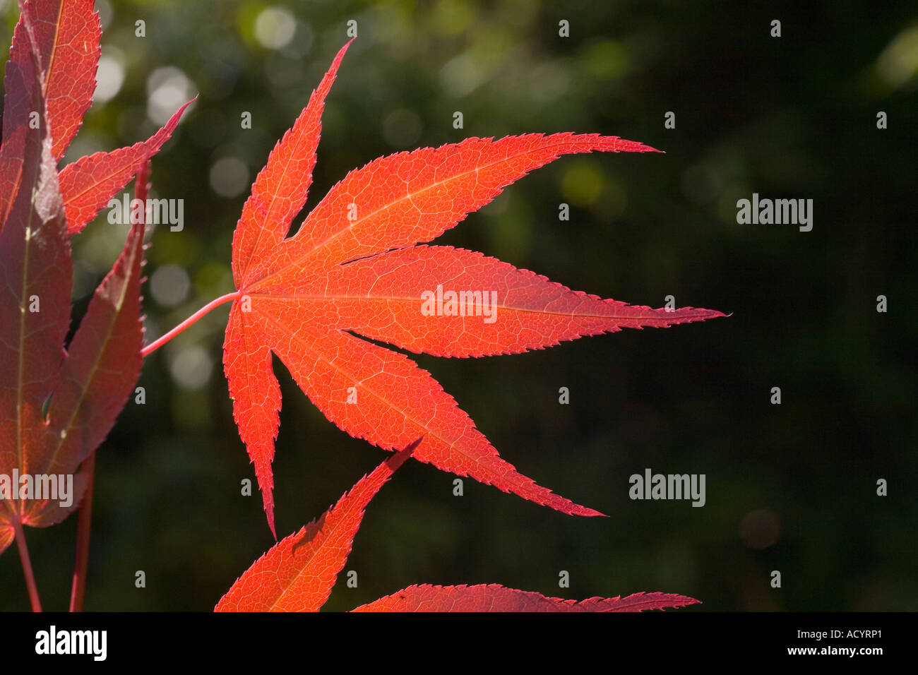 Red Japanese Maple backlit leaves showing veins and general structure ...