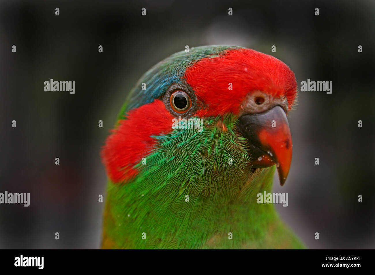 Chattering lory lorius garrulus hi-res stock photography and images - Alamy