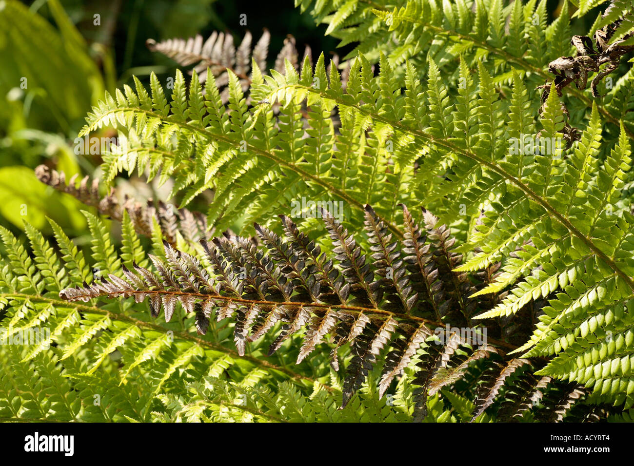Lady fern, Athyrium felix-feminand Stock Photo - Alamy