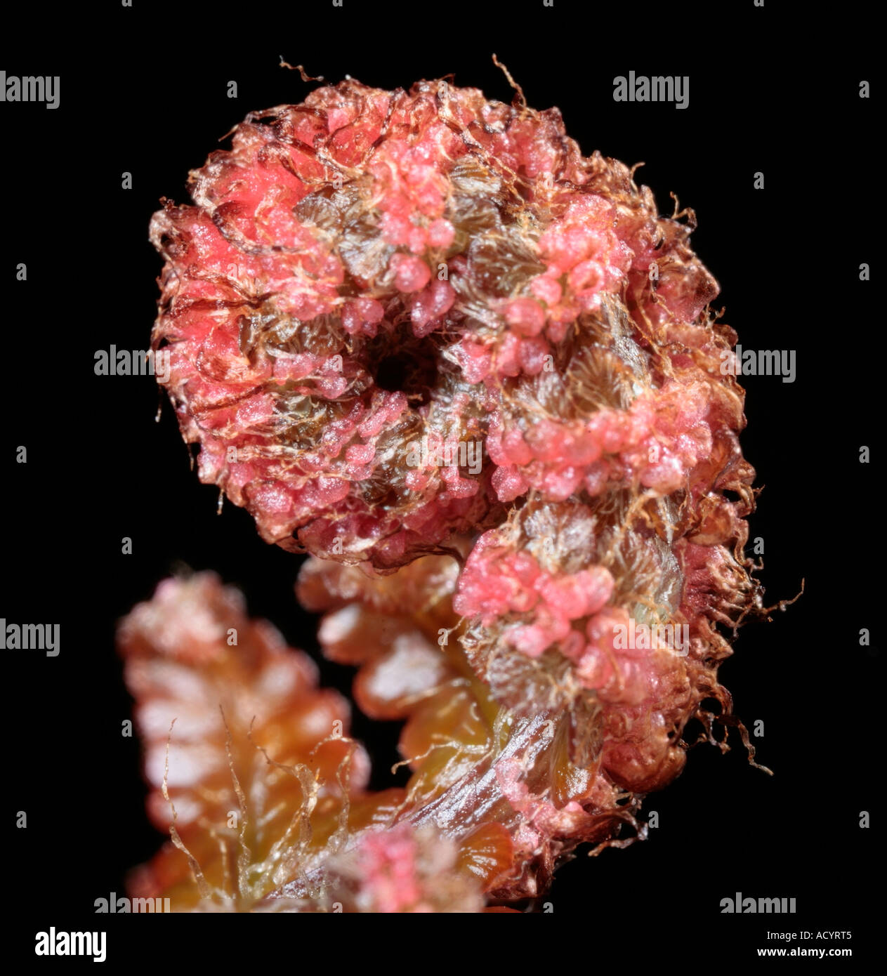 Crozier hi-res stock photography and images - Alamy