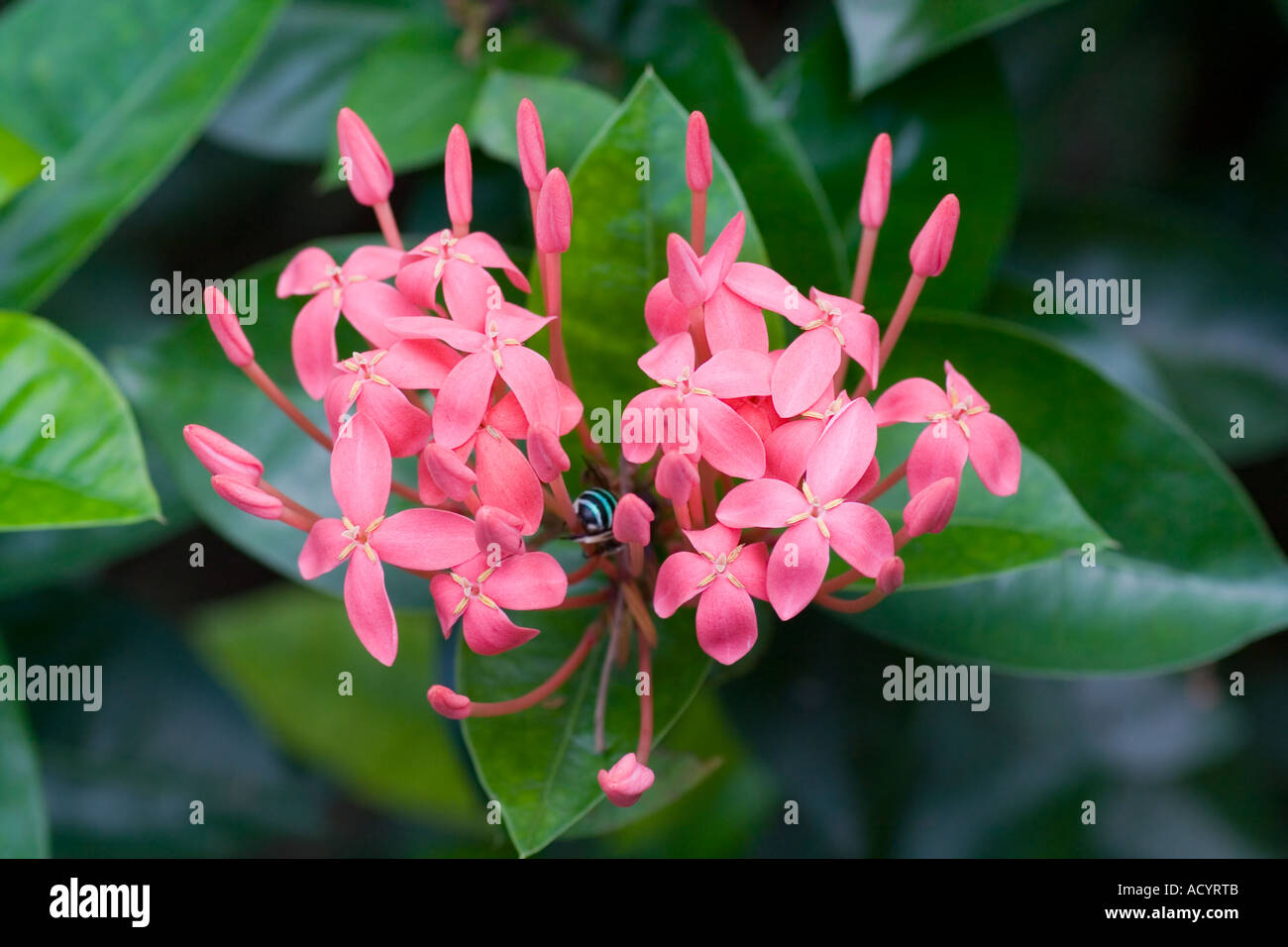 Ixora ixora sp hi-res stock photography and images - Alamy
