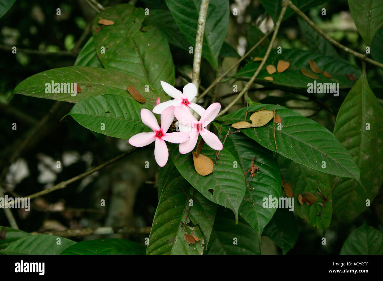 Pink form hi-res stock photography and images - Alamy