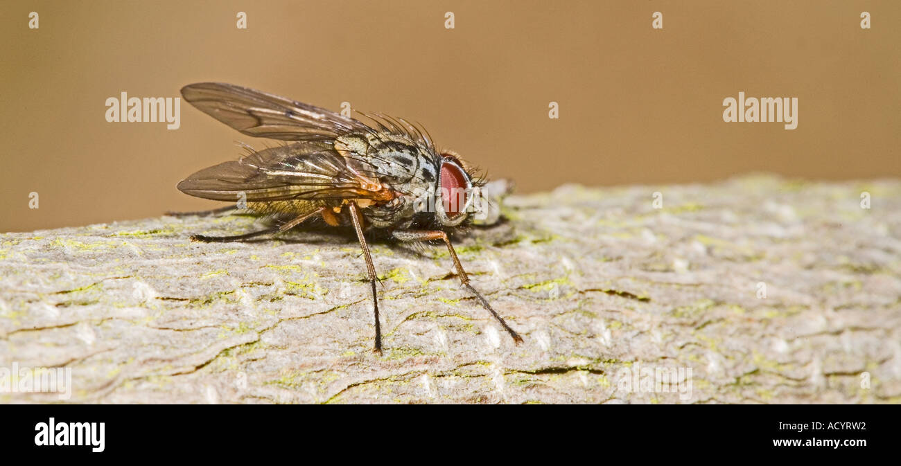 Phaonia High Resolution Stock Photography and Images - Alamy