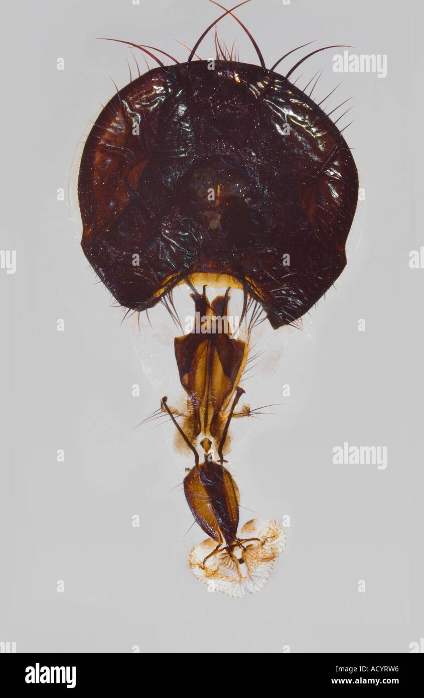Diptera fly head microslide close up showing general structure Stock ...