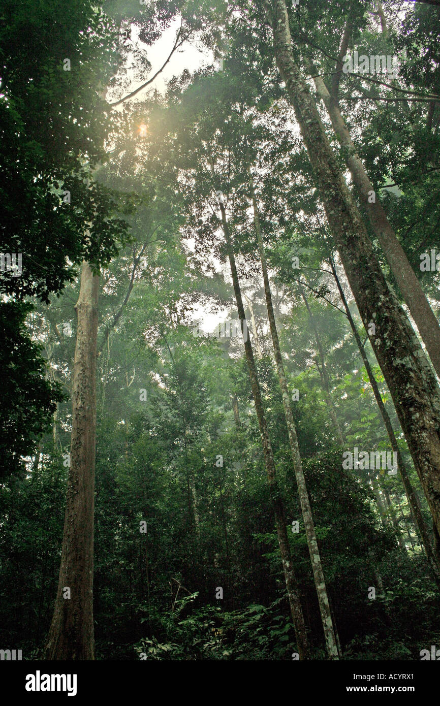 Malaysia rainforest view looking up towards the forest canopy, hazy sun ...