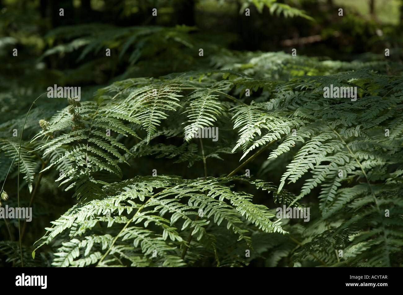 Felce hi-res stock photography and images - Alamy